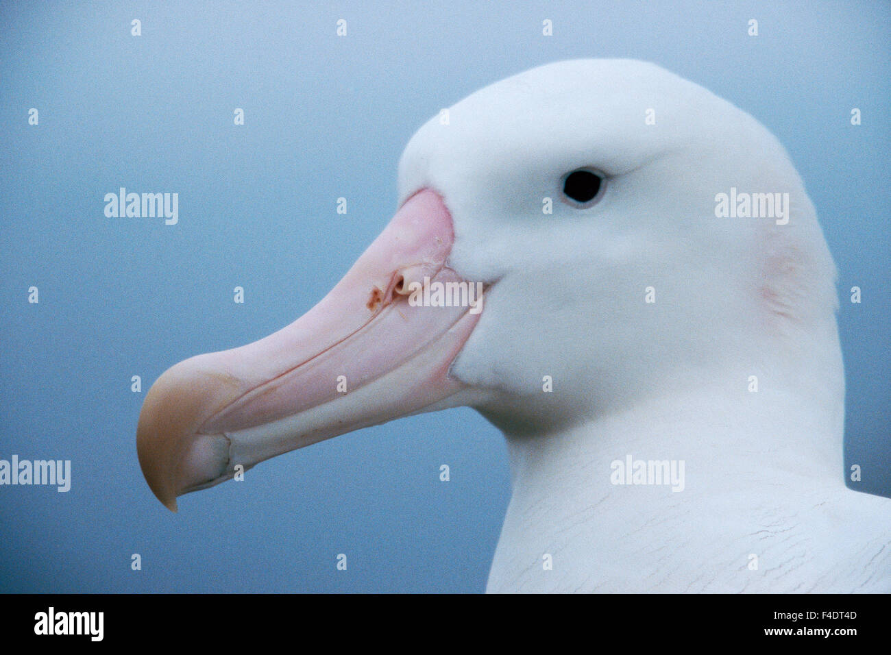 Wandering albatross close up hi-res stock photography and images - Alamy