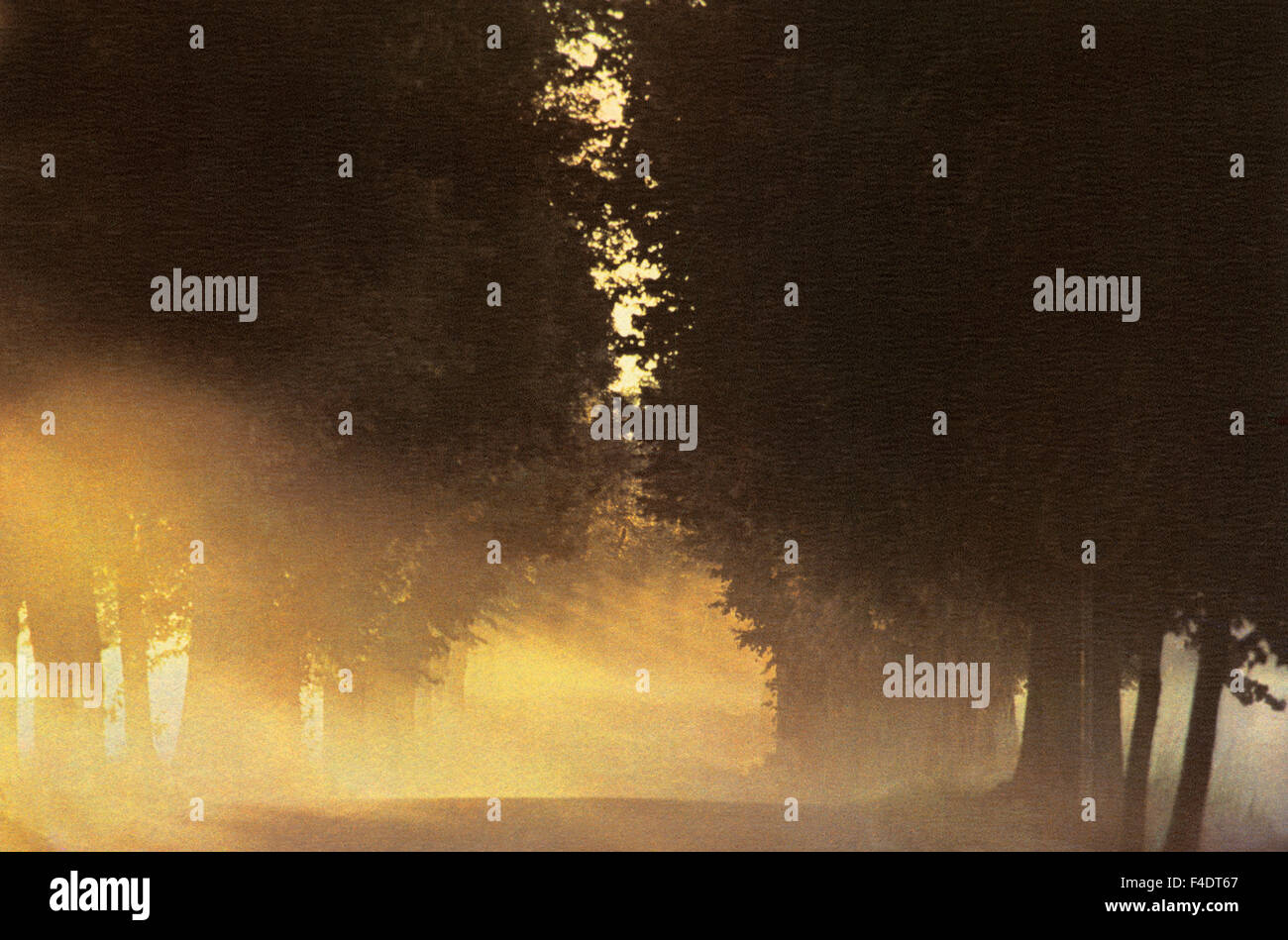 Fog through the trees Stock Photo - Alamy