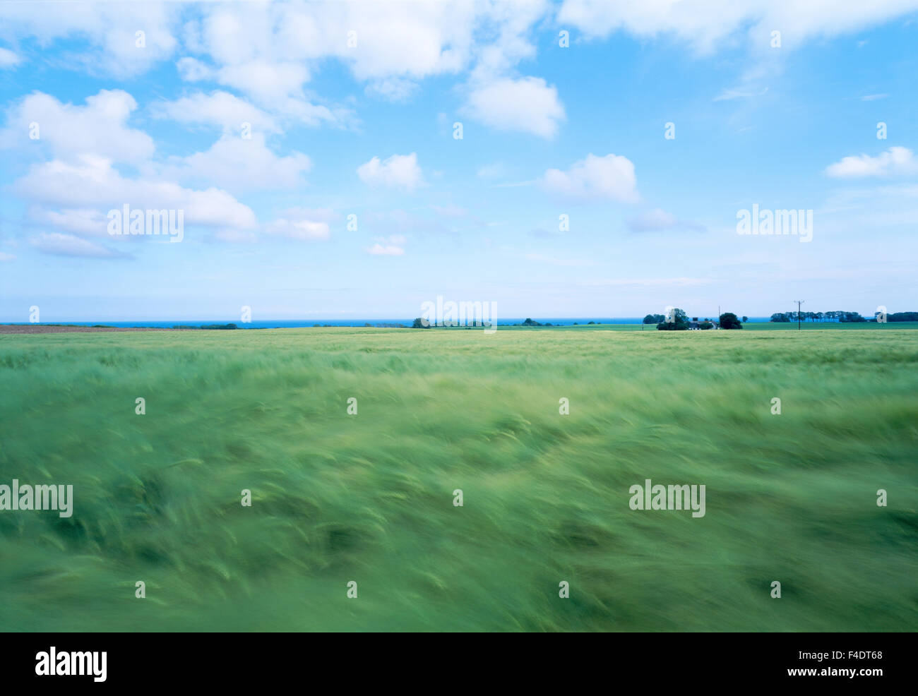 Wind blowing in corn field hi-res stock photography and images - Alamy