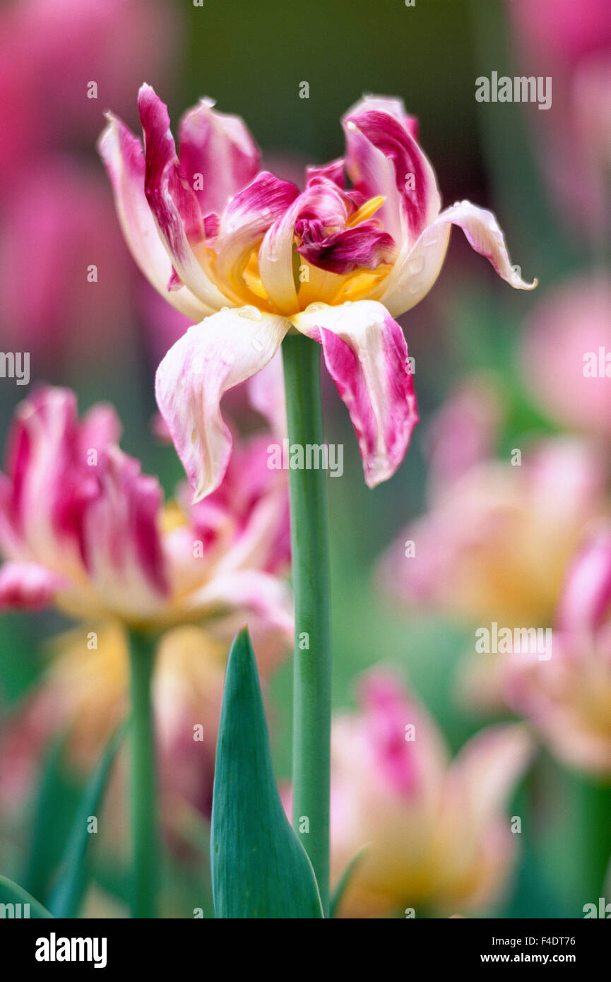 Withered flowers hi-res stock photography and images - Alamy