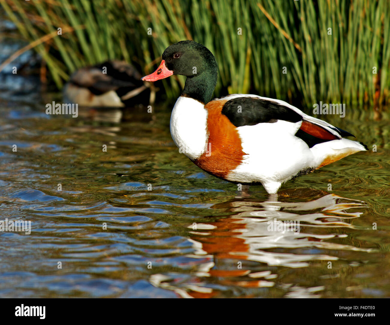 A Sheldrake duck rests in a marshy pond of Richmond Park, London, UK ...