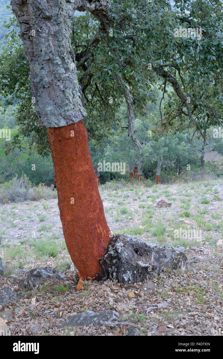 Europe, Spain, Andalusia, Malaga Province, Ronda. Cork tree near El ...