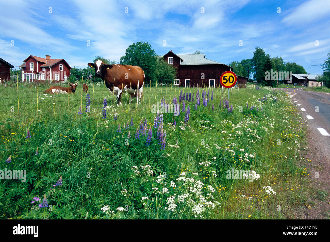 Cows in a enclosed pasture Stock Photo - Alamy