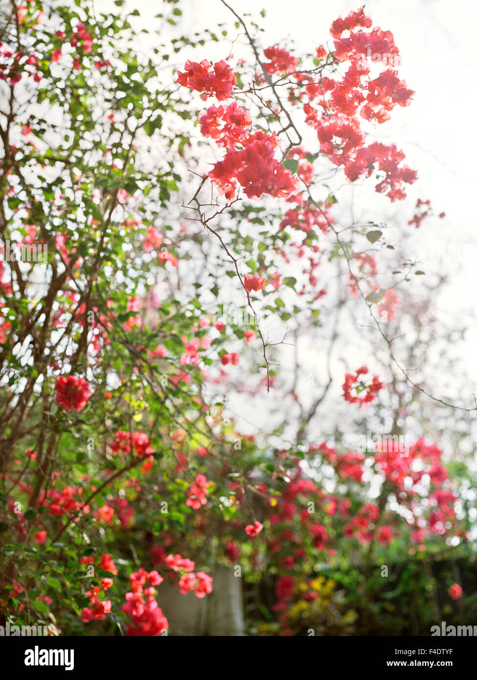 Flowers hug a wall at Maroma Spa and Resort. Riviera Maya,Yucatan ...