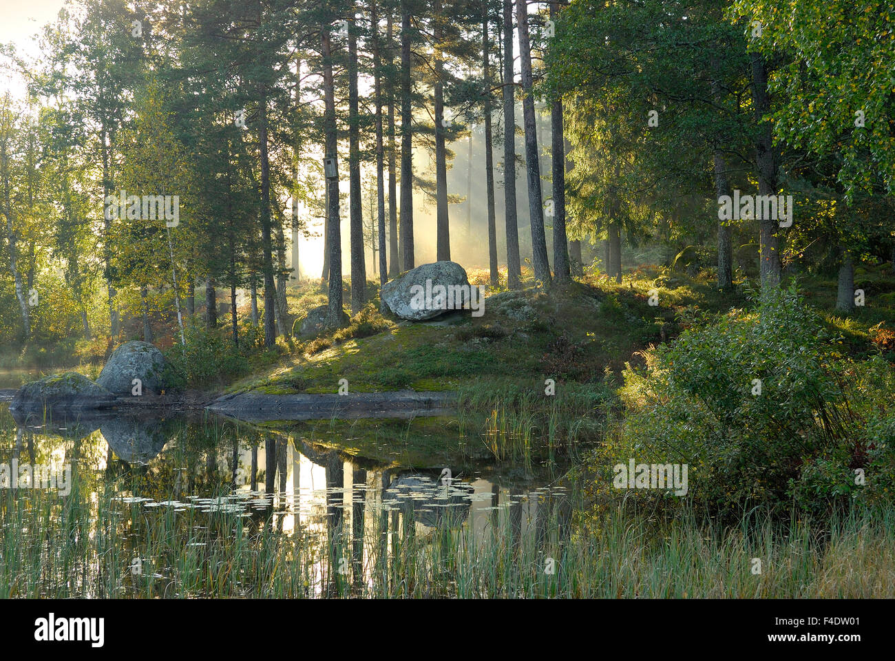 A pond in the forest Stock Photo - Alamy
