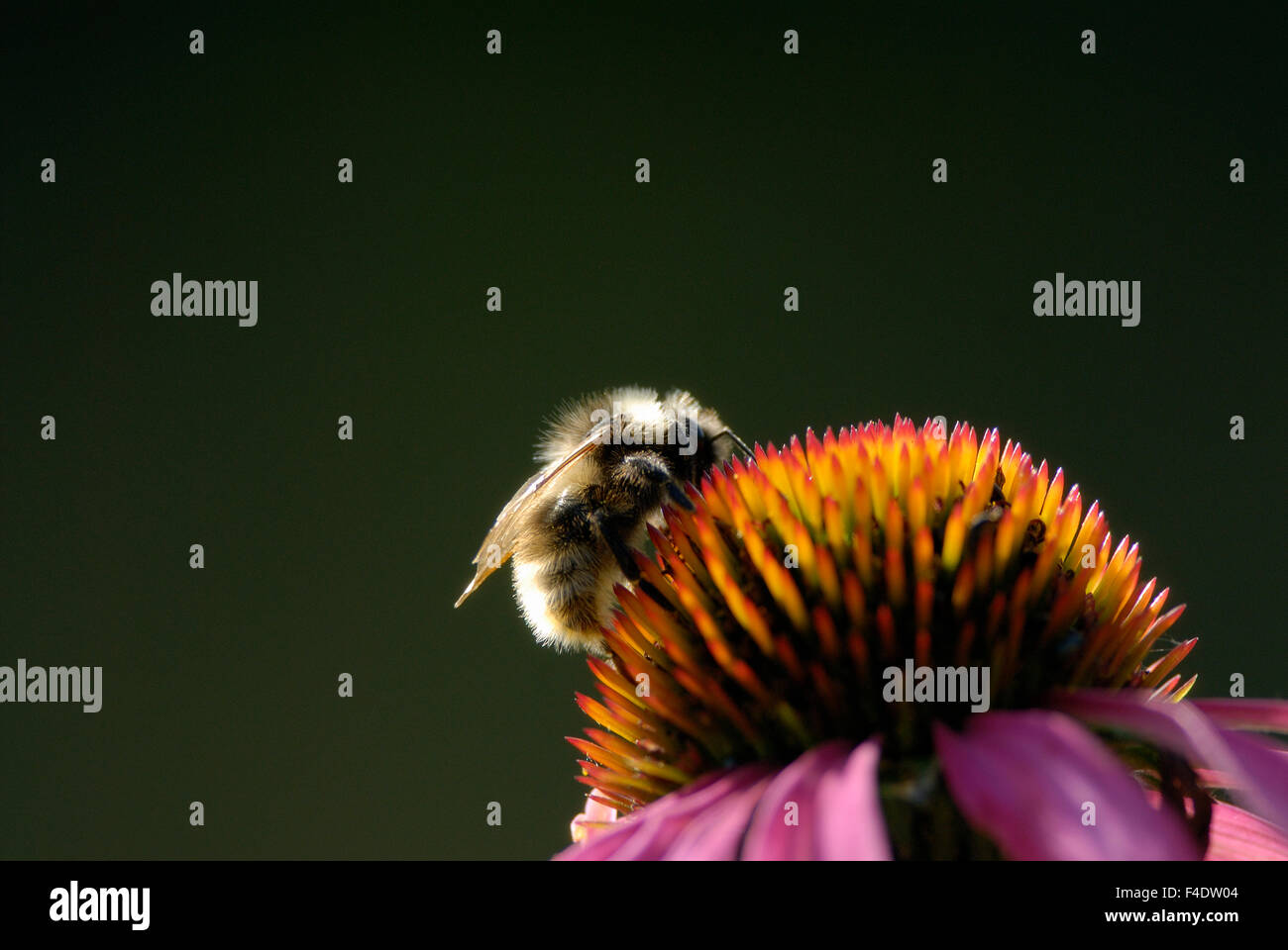Bumblebee on a flower Stock Photo - Alamy