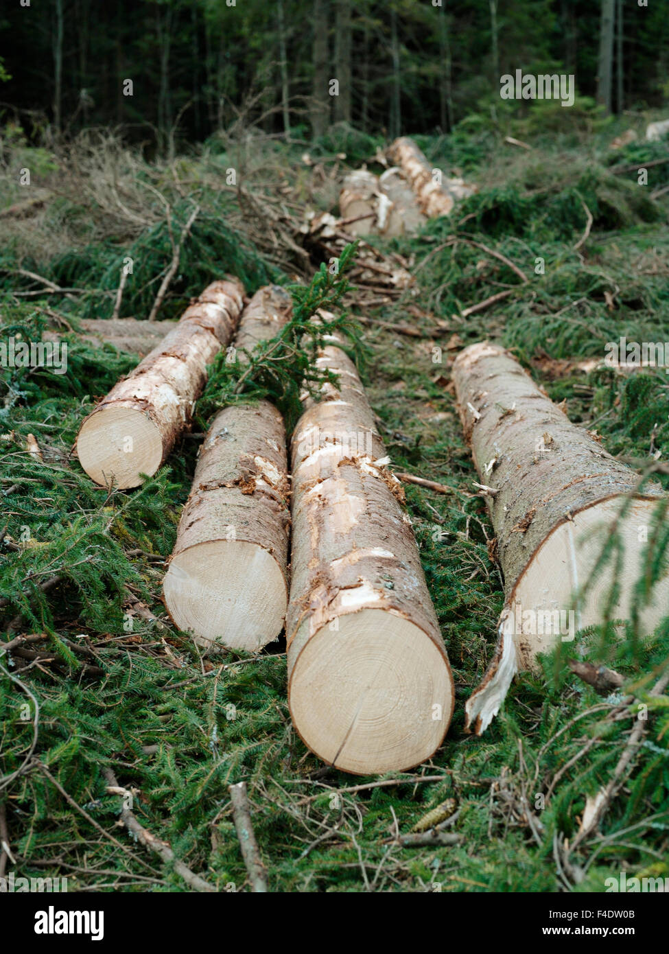 Timber in the forest Stock Photo - Alamy