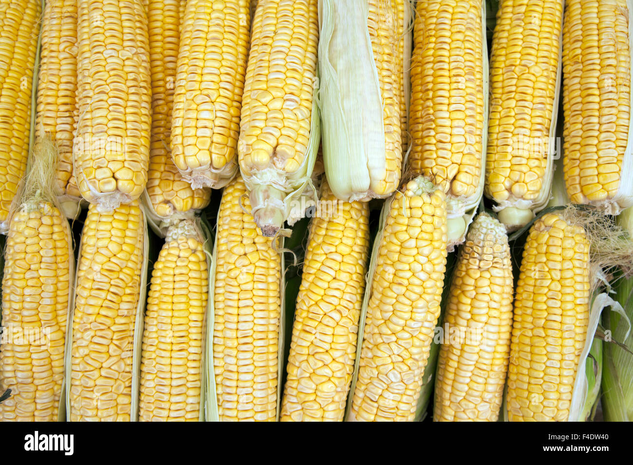 Sweetcorn Background on Market Stall Stock Photo - Alamy