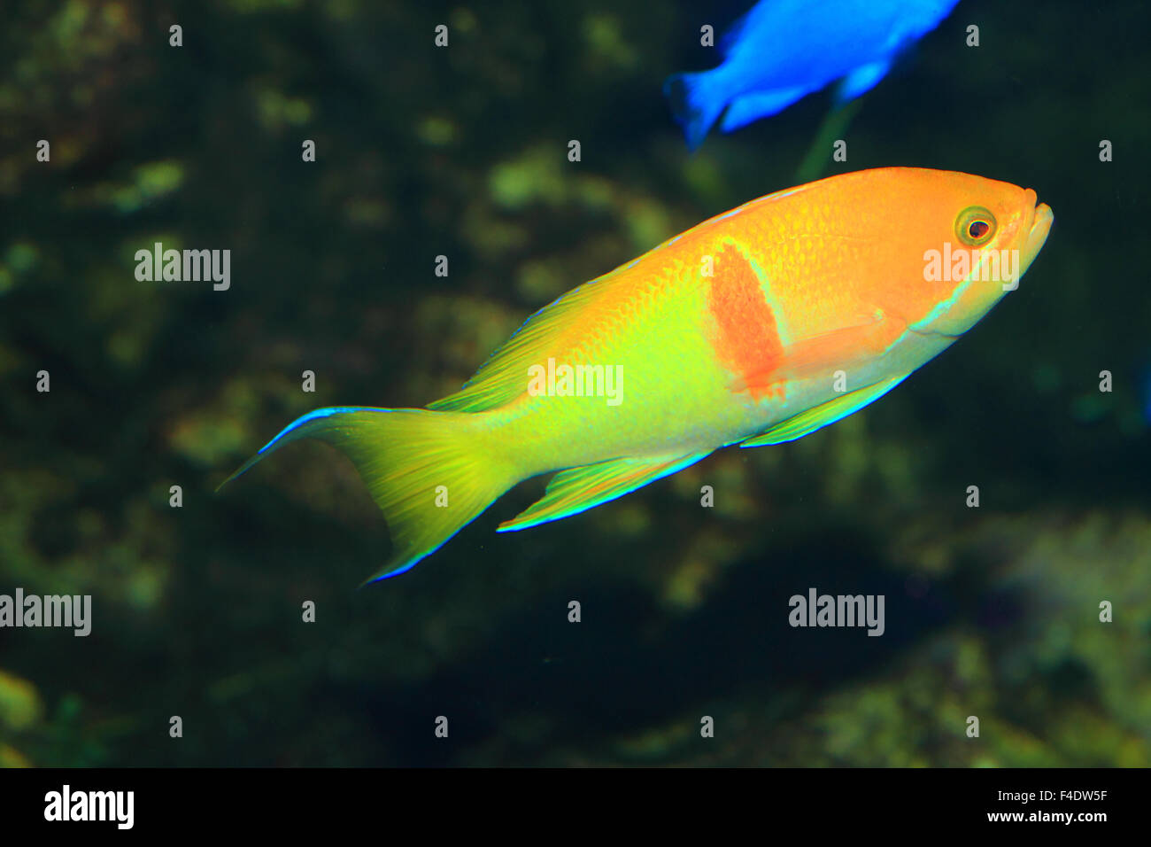 Square-spot fairy basslet (Pseudanthias pleurotaenia) in Japan Stock ...