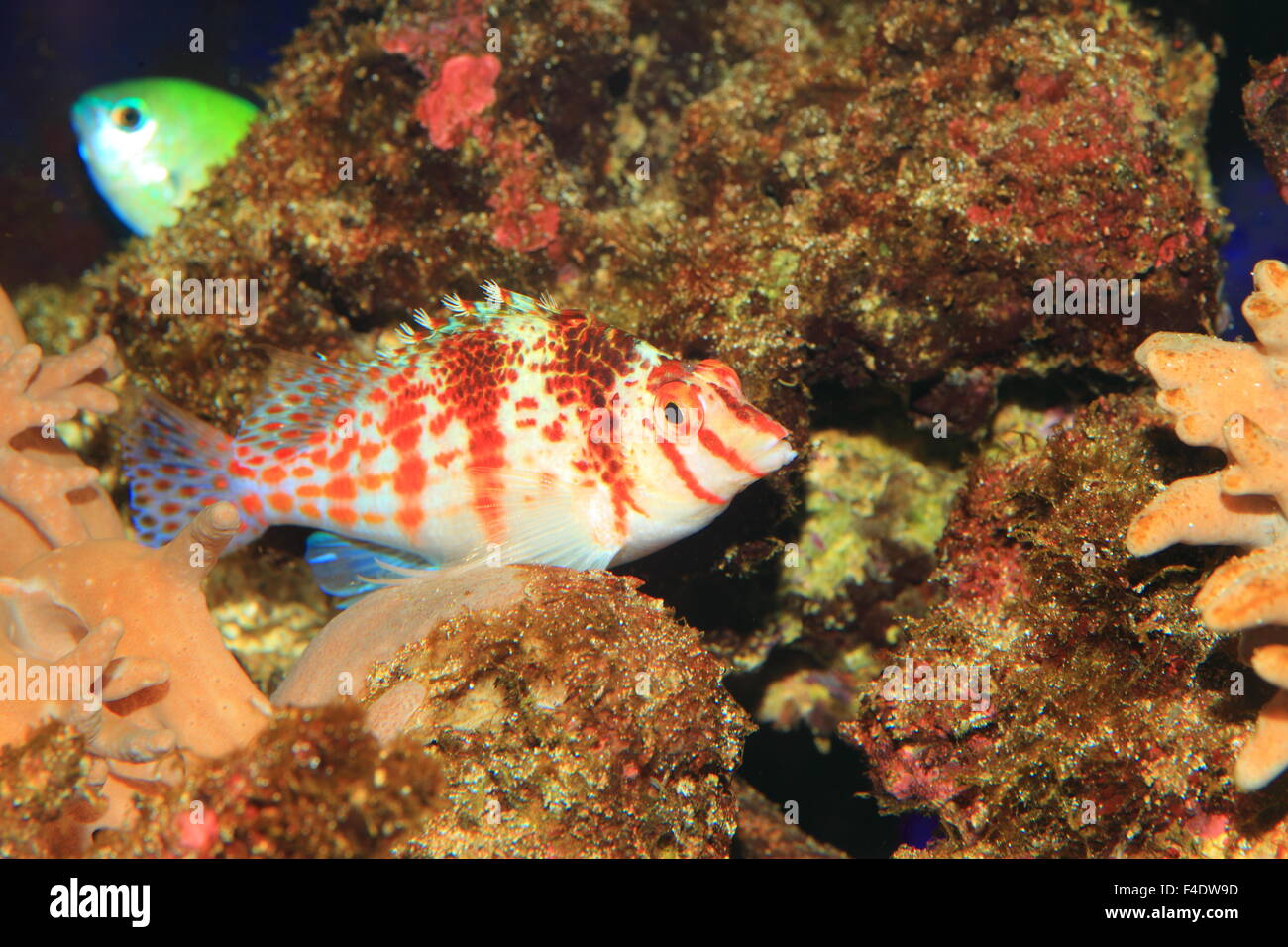 Dwarf hawkfish (Cirrhitichthys falco) in Japan Stock Photo - Alamy