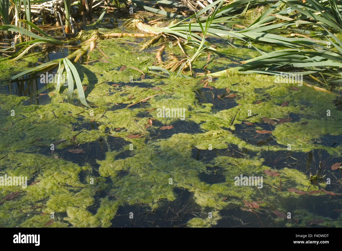Algae on a water surface Stock Photo - Alamy