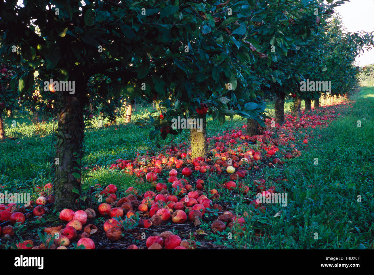 Apple tree autumn hi-res stock photography and images - Alamy