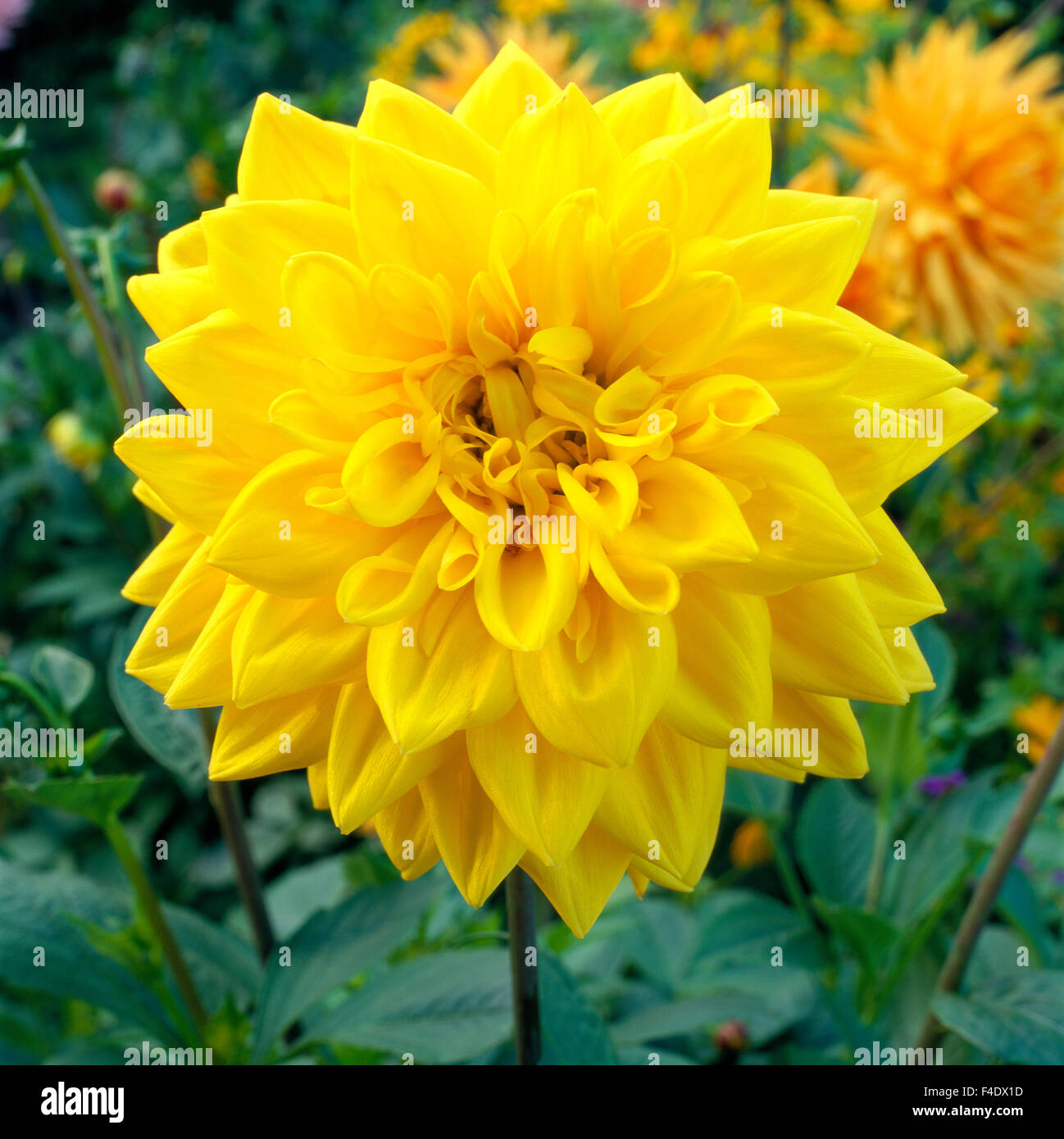Yellow flower, close-up Stock Photo - Alamy