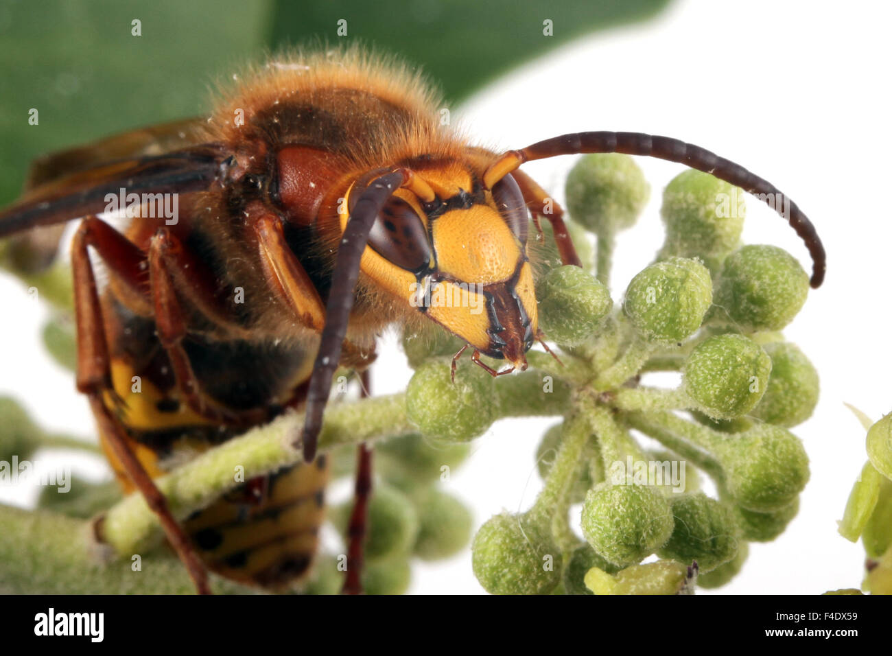 Close-up, macro photo of a Hornet Wasp feeding on an Ivy flower Stock ...
