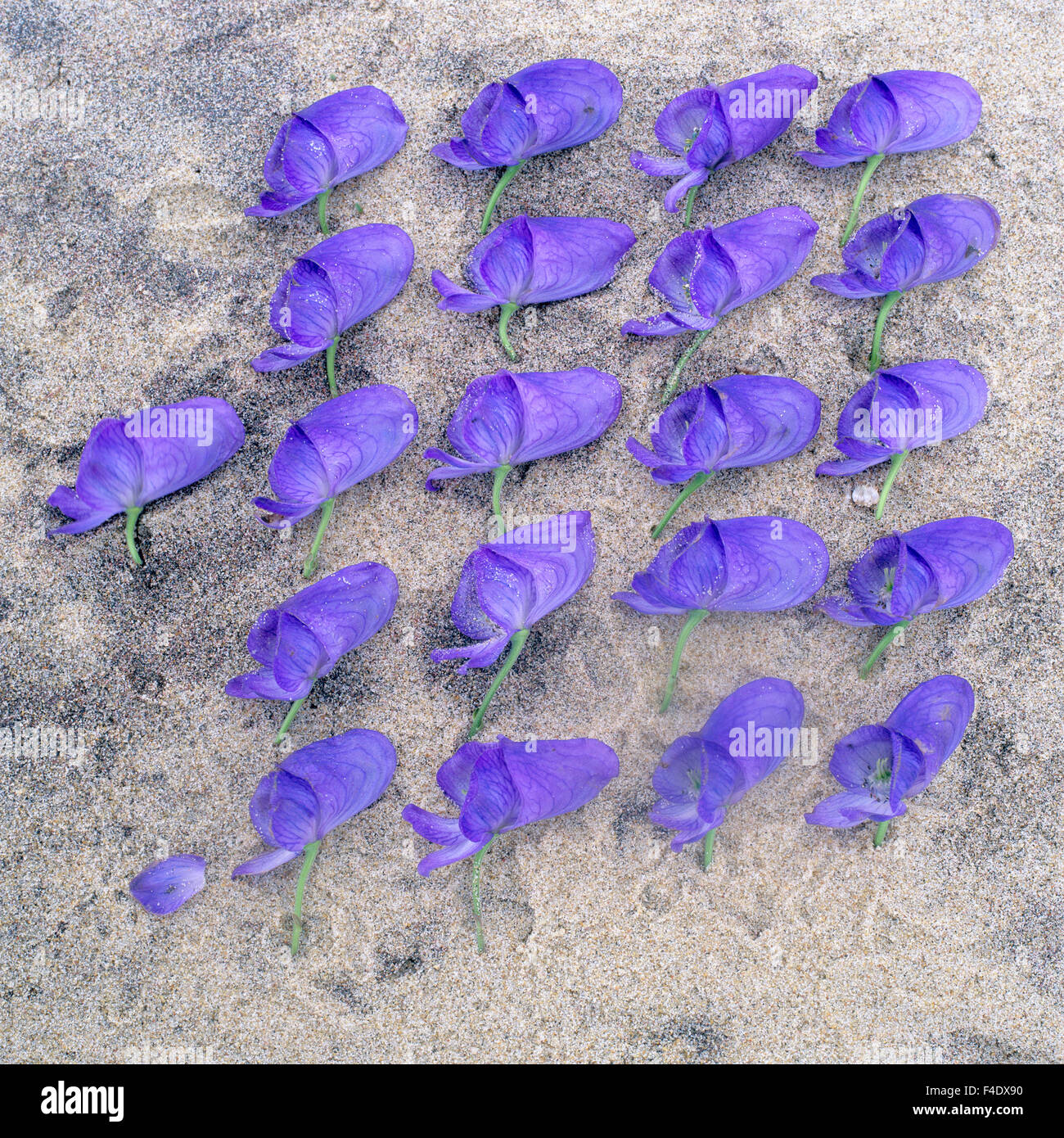 Blue flowers ln a pattern in the sand Stock Photo - Alamy