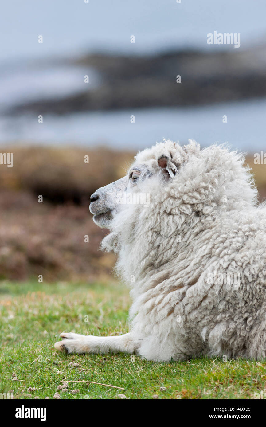 Shetland Sheep, a traditional, hardy breed of the Northern Isles in ...