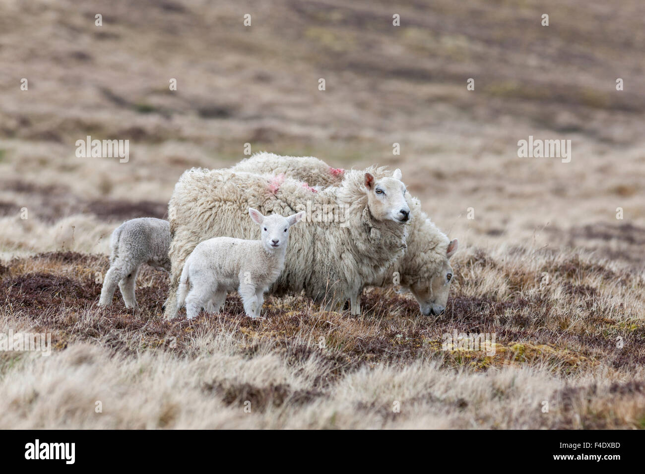 Shetland Sheep, a traditional, hardy breed of the Northern Isles in ...