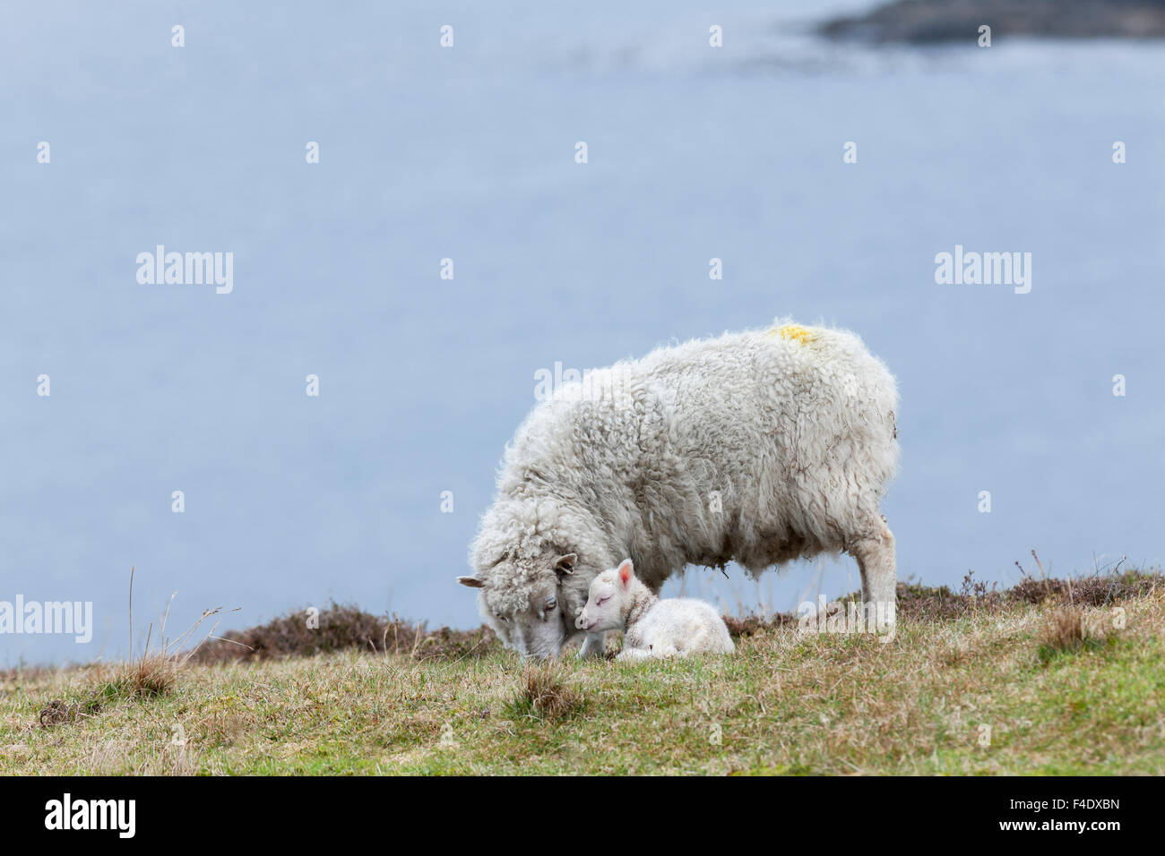 Shetland Sheep, a traditional, hardy breed of the Northern Isles in ...
