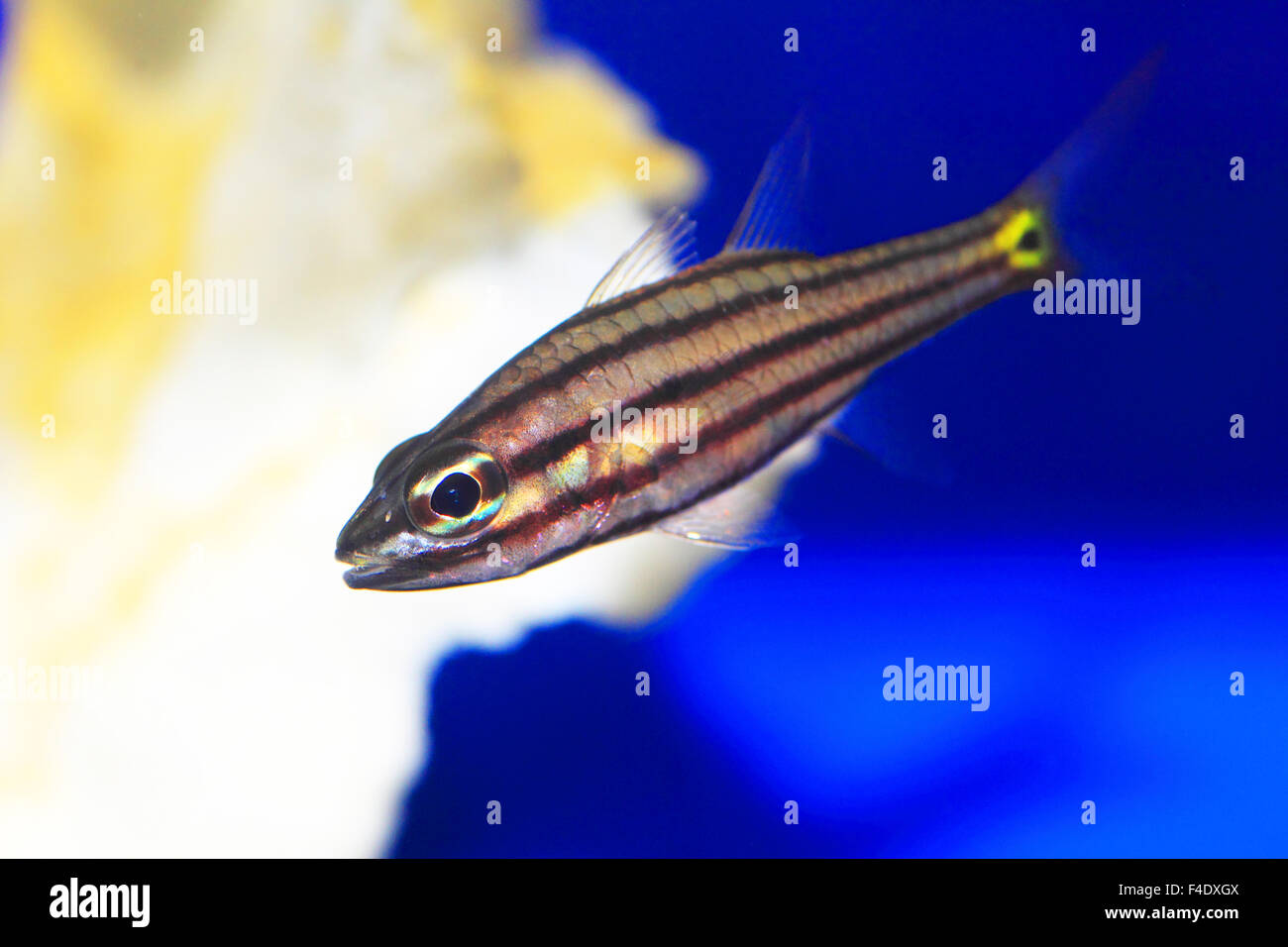 Five-lined cardinalfish (Cheilodipterus quinquelineatus) in Japan Stock ...