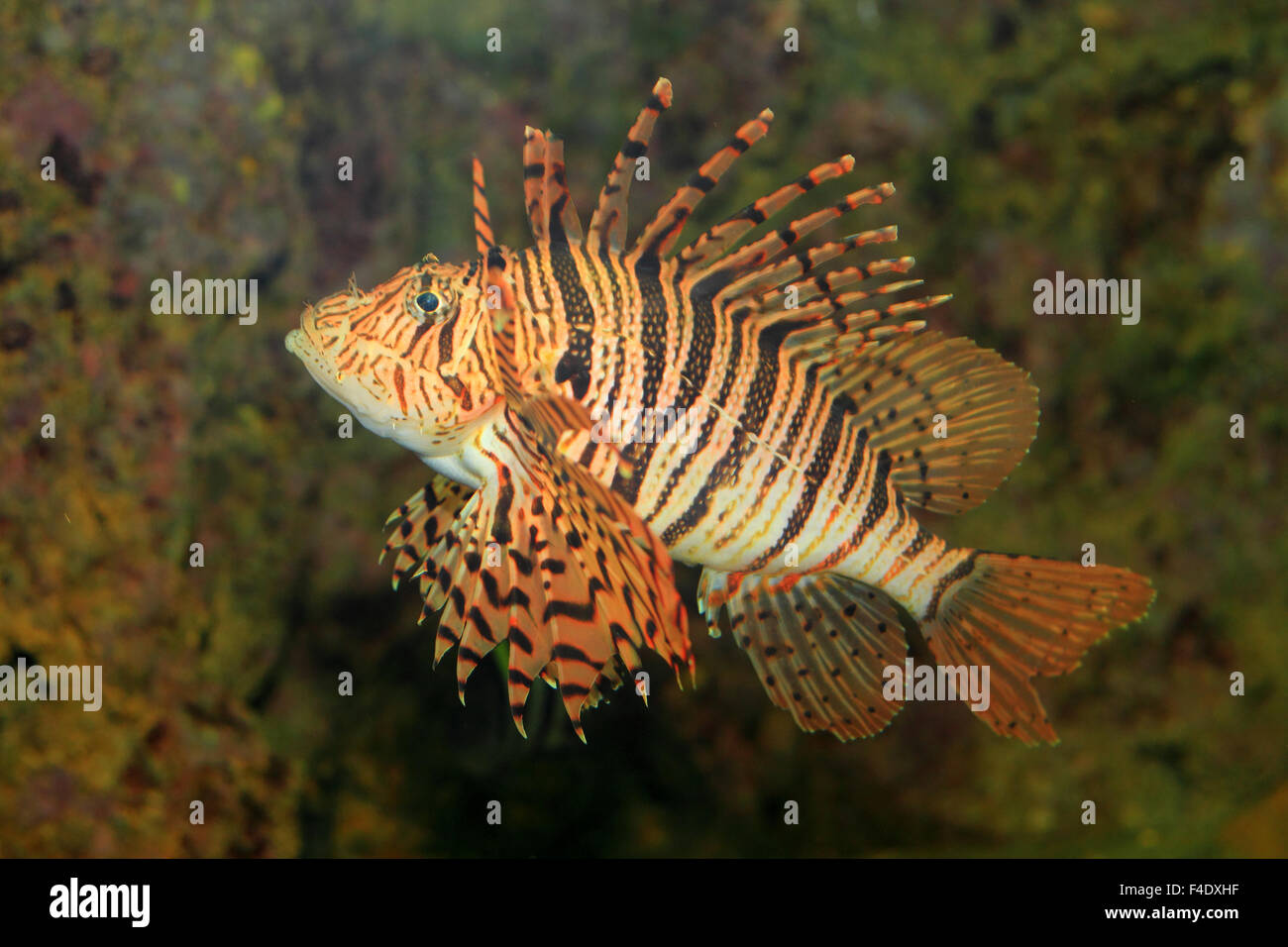 Red lionfish (Pterois volitans) in Japan Stock Photo - Alamy