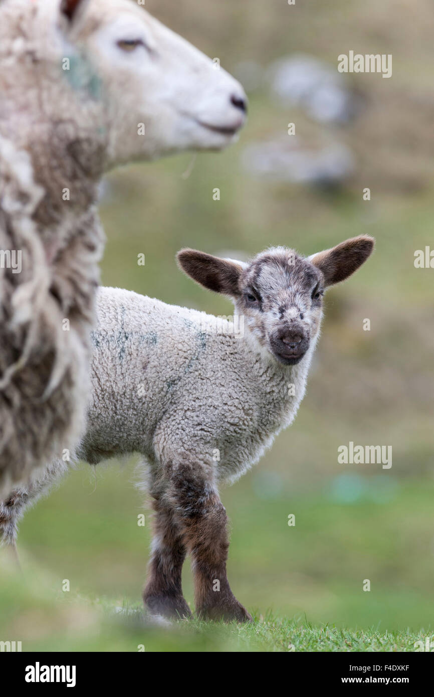 Shetland Sheep, a traditional, hardy breed of the Northern Isles in ...