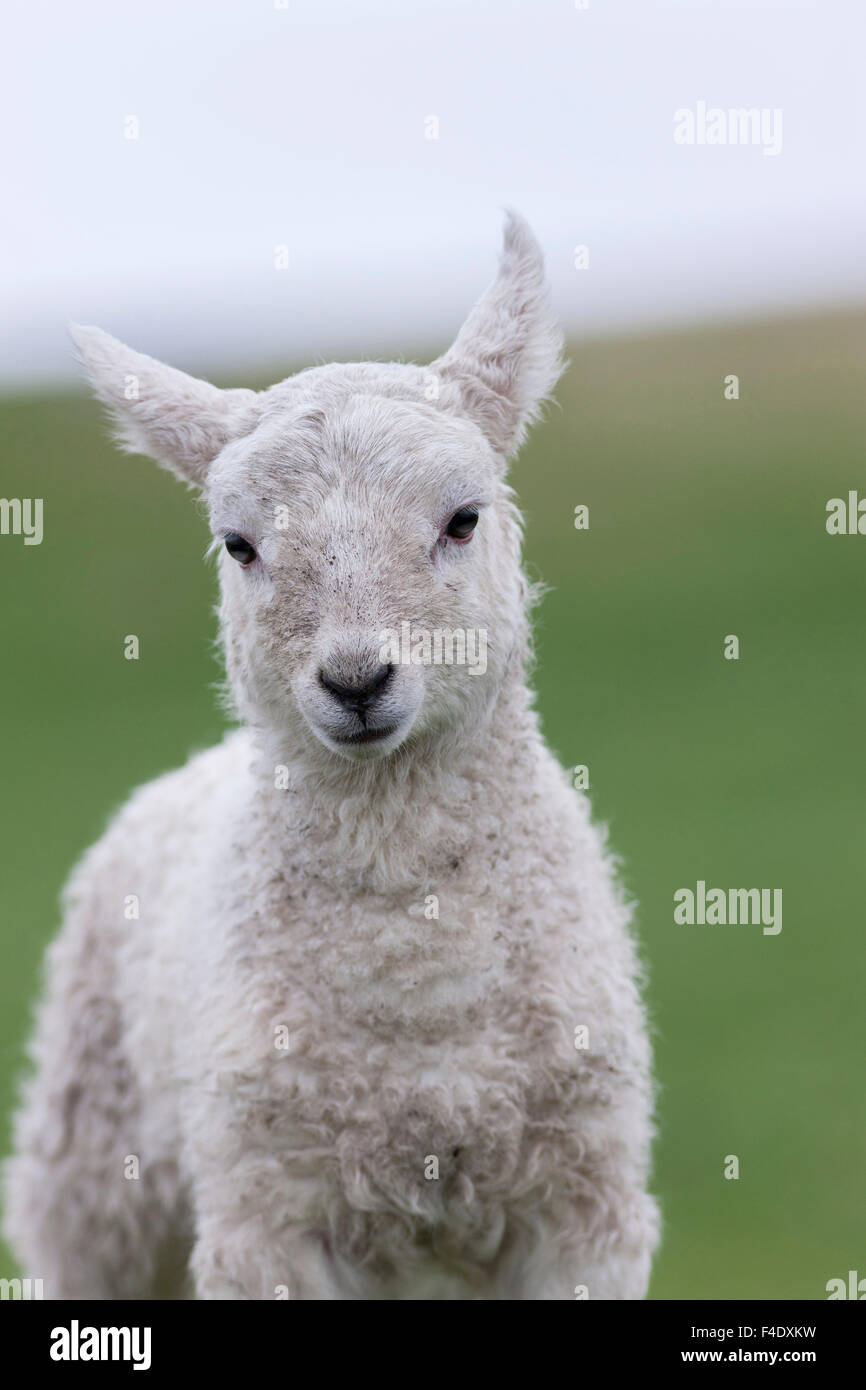 Shetland Sheep, a traditional, hardy breed of the Northern Isles in ...