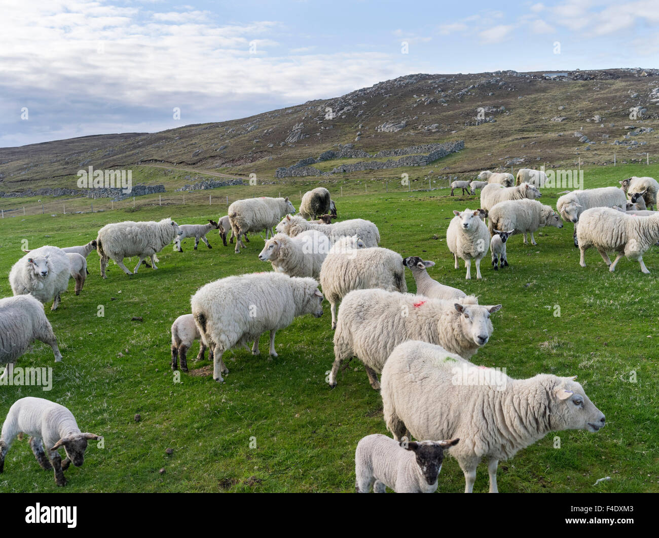 Shetland Sheep, a traditional, hardy breed of the Northern Isles in ...