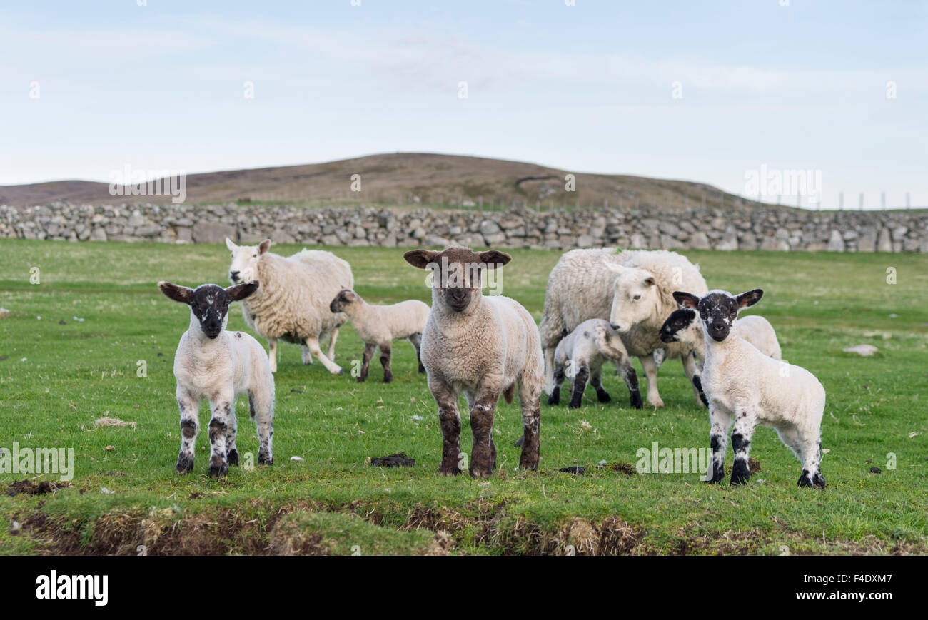 Shetland Sheep, a traditional, hardy breed of the Northern Isles in ...