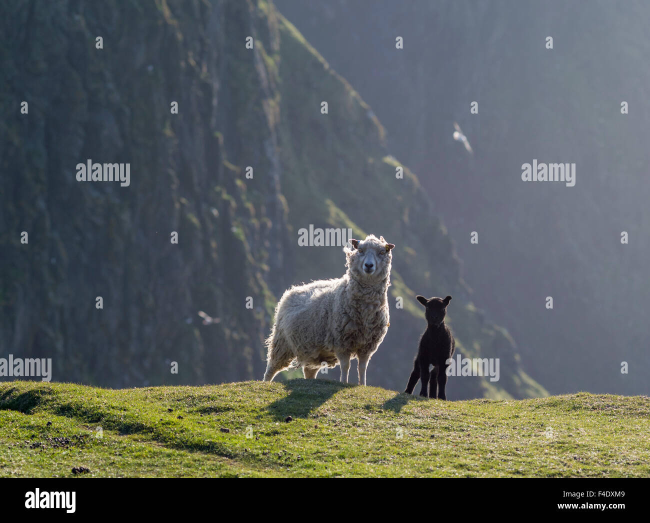 Shetland Sheep, a traditional, hardy breed of the Northern Isles in ...