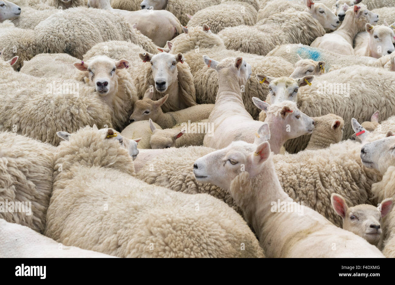Shearing Shetland sheep in a paddock. It is a traditional, hardy breed ...
