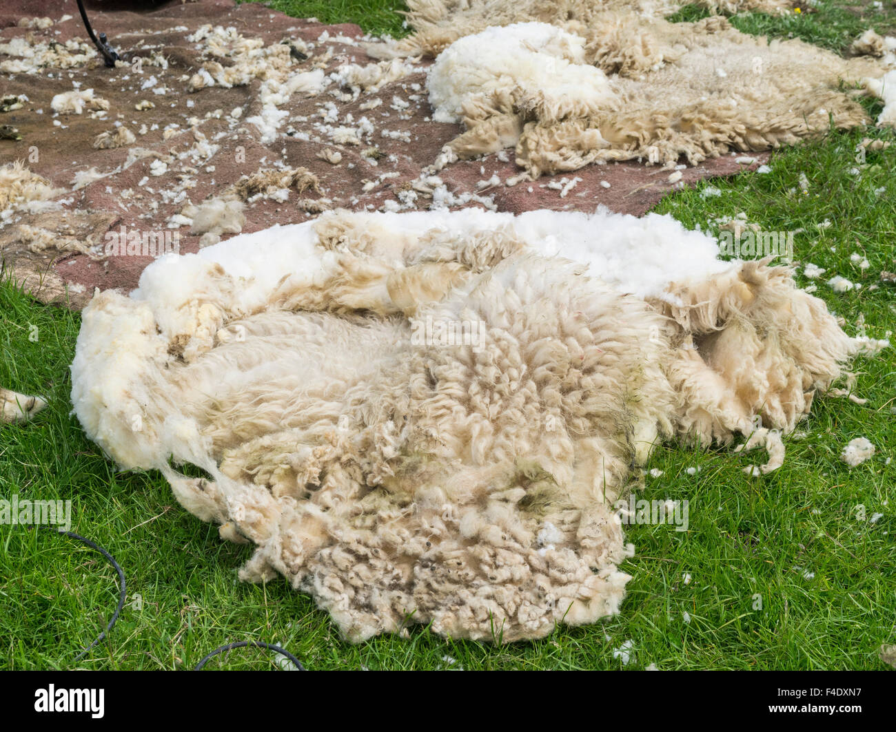 Shearing Shetland sheep in a paddock. It is a traditional, hardy breed ...