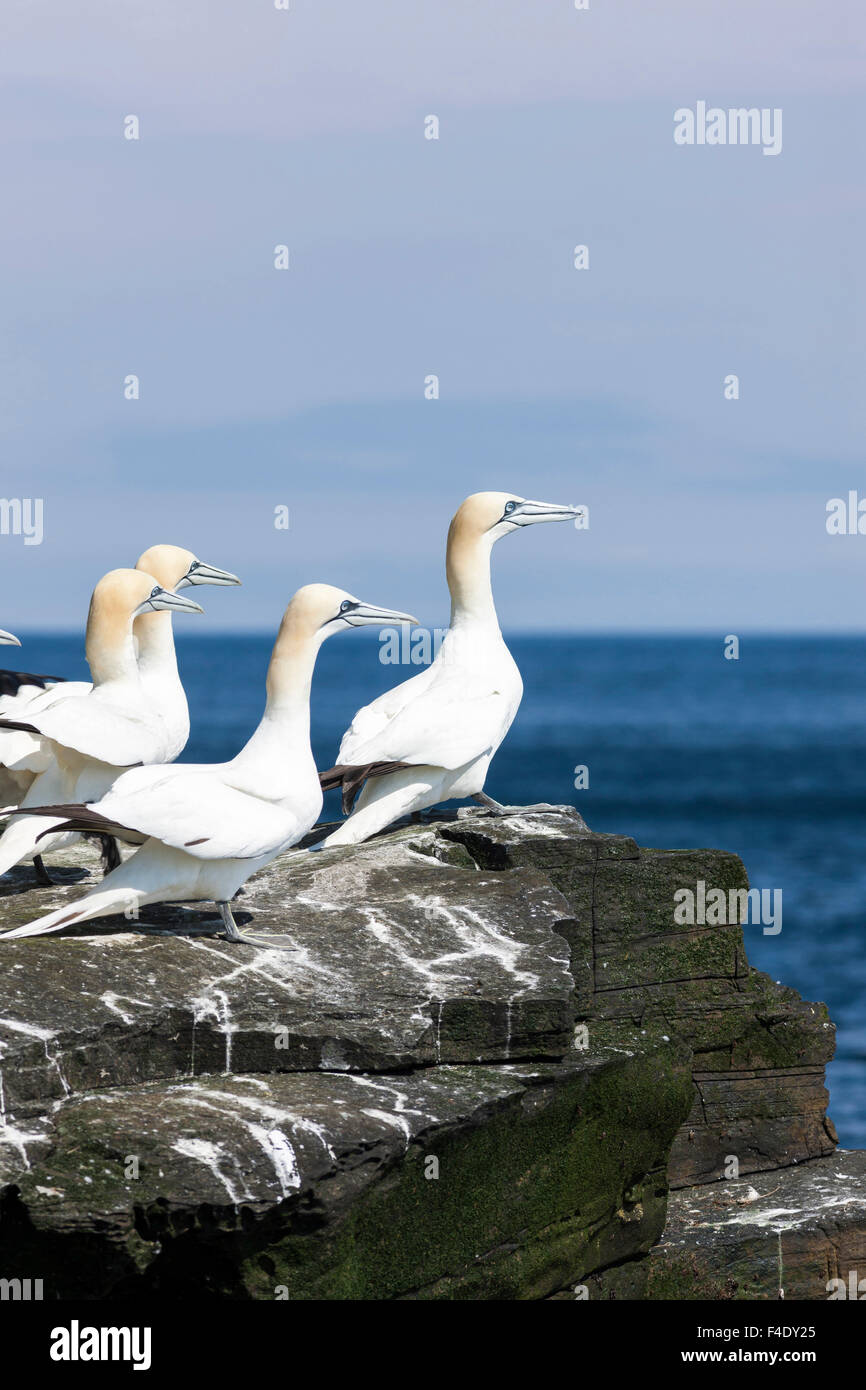 Northern Gannet (Morus bassanus), cliffs of the Noss national Nature ...