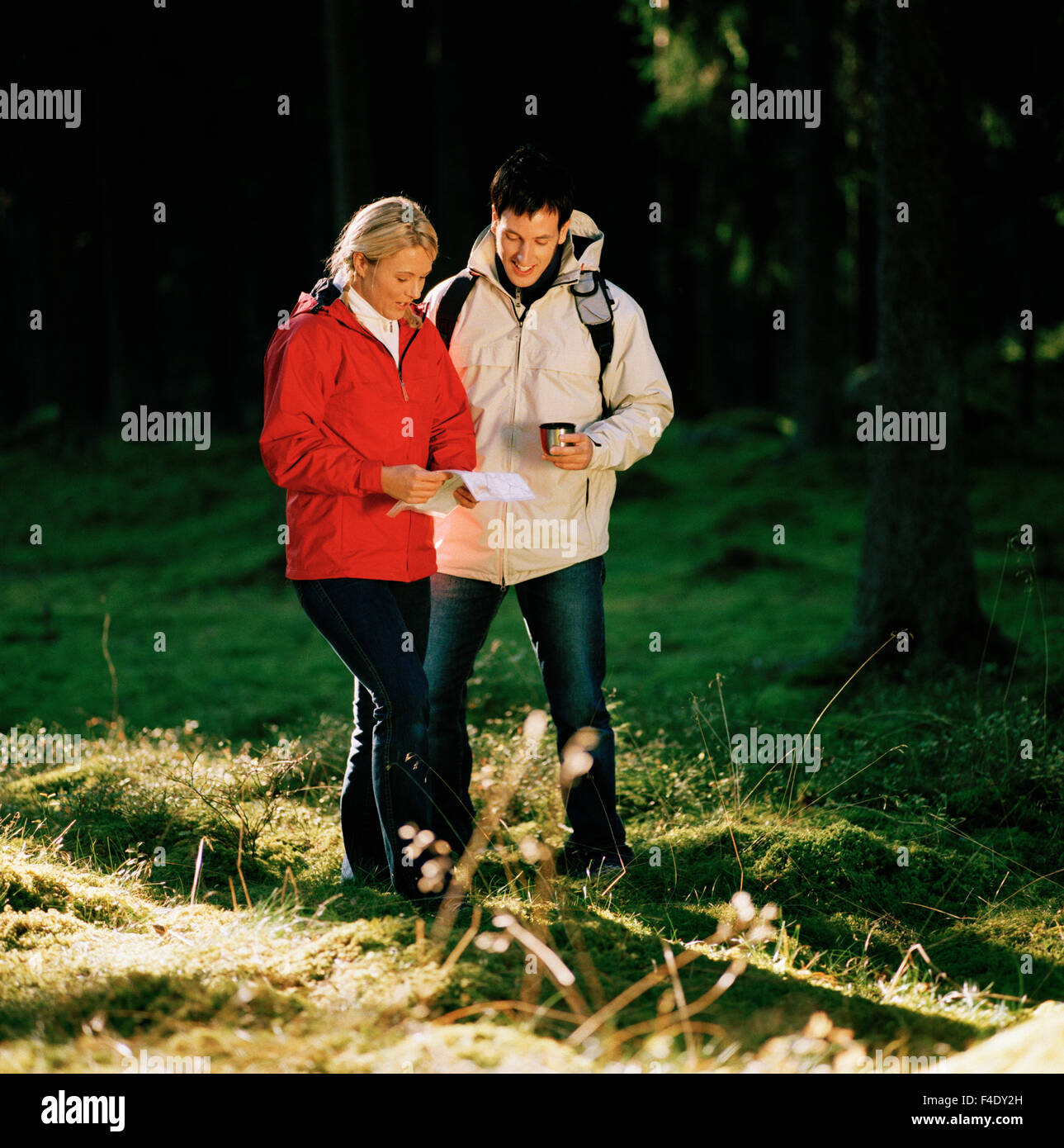 Scandinavian couple in the forest reading a map, Kolmarden ...