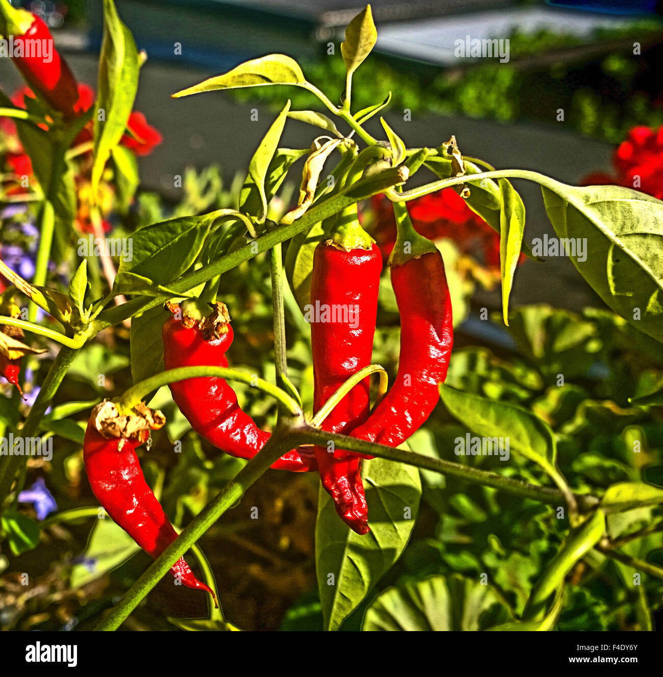 Group of shiny red peppers hi-res stock photography and images - Alamy