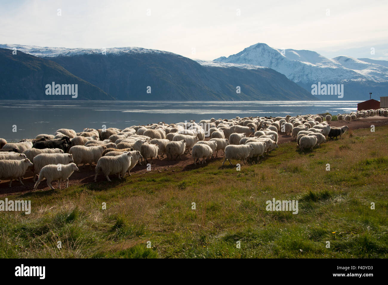 Greenland, Tunulliarfik, Qassiarsuk, Brattahlid. Local ranchers herding ...