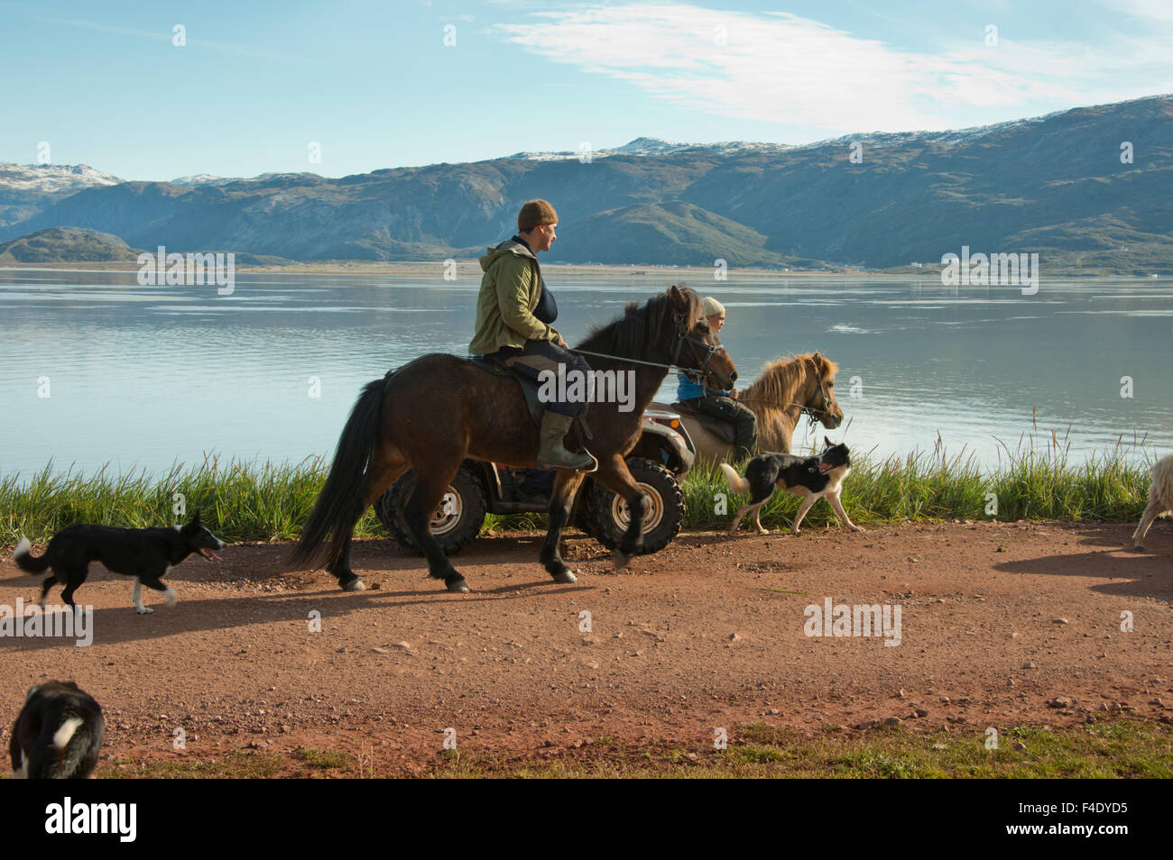 Greenland, Tunulliarfik, Qassiarsuk, Brattahlid. Local ranchers herding ...