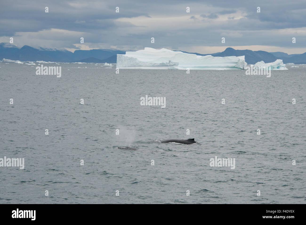 Greenland, Nuussuaq Peninsula, Qaasuitsup, Disko Bay near Saqqaq ...