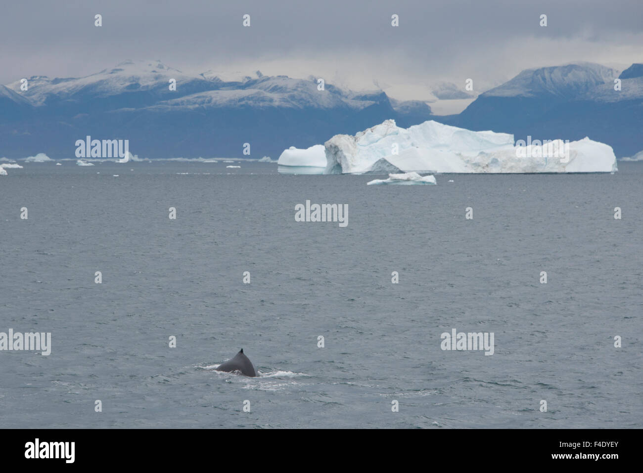 Greenland, Nuussuaq Peninsula, Qaasuitsup, Disko Bay near Saqqaq ...