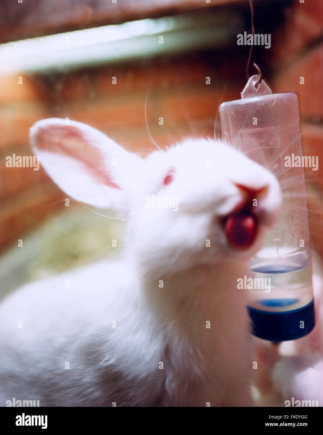 A white rabbit Stock Photo - Alamy