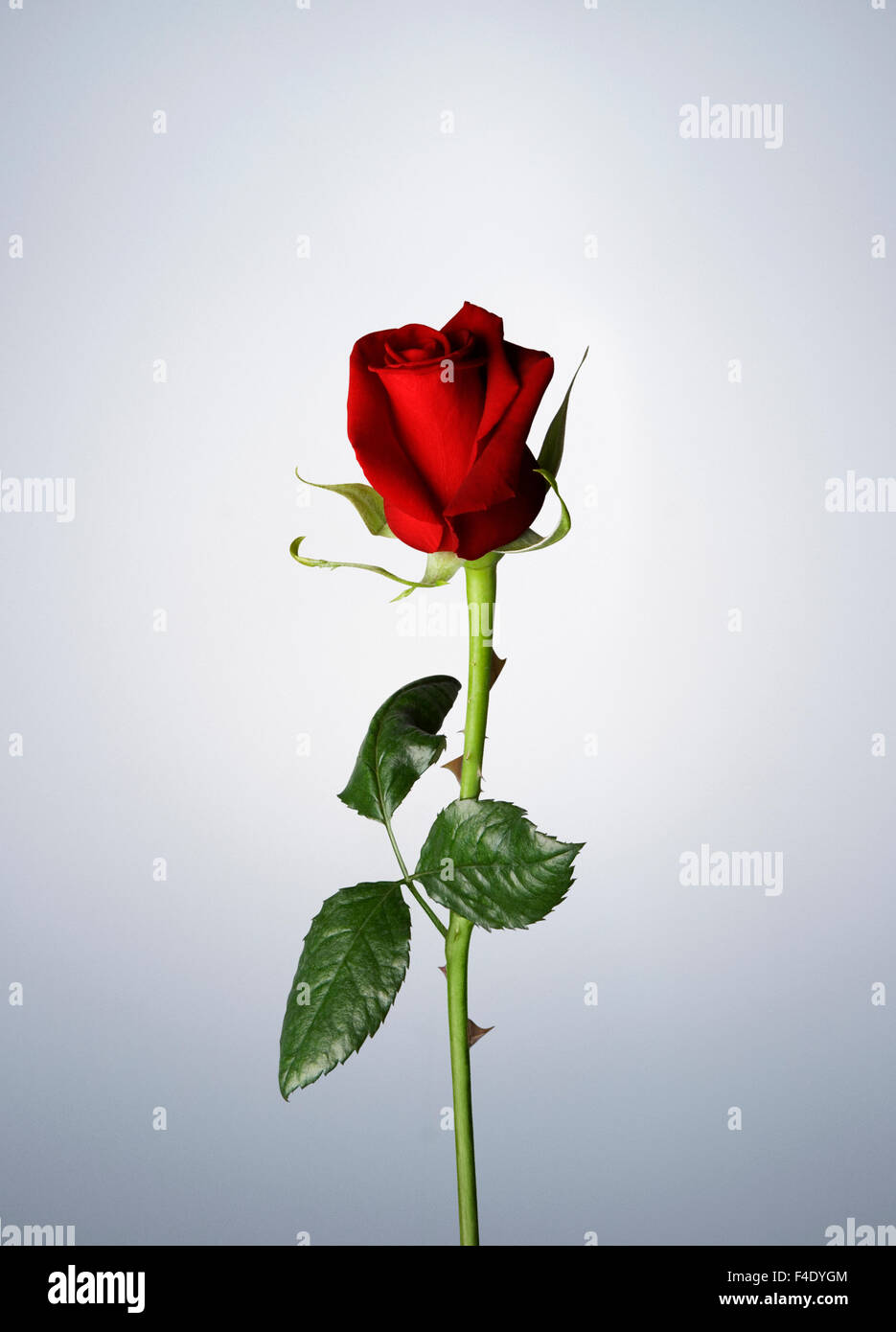 A red rose Stock Photo - Alamy