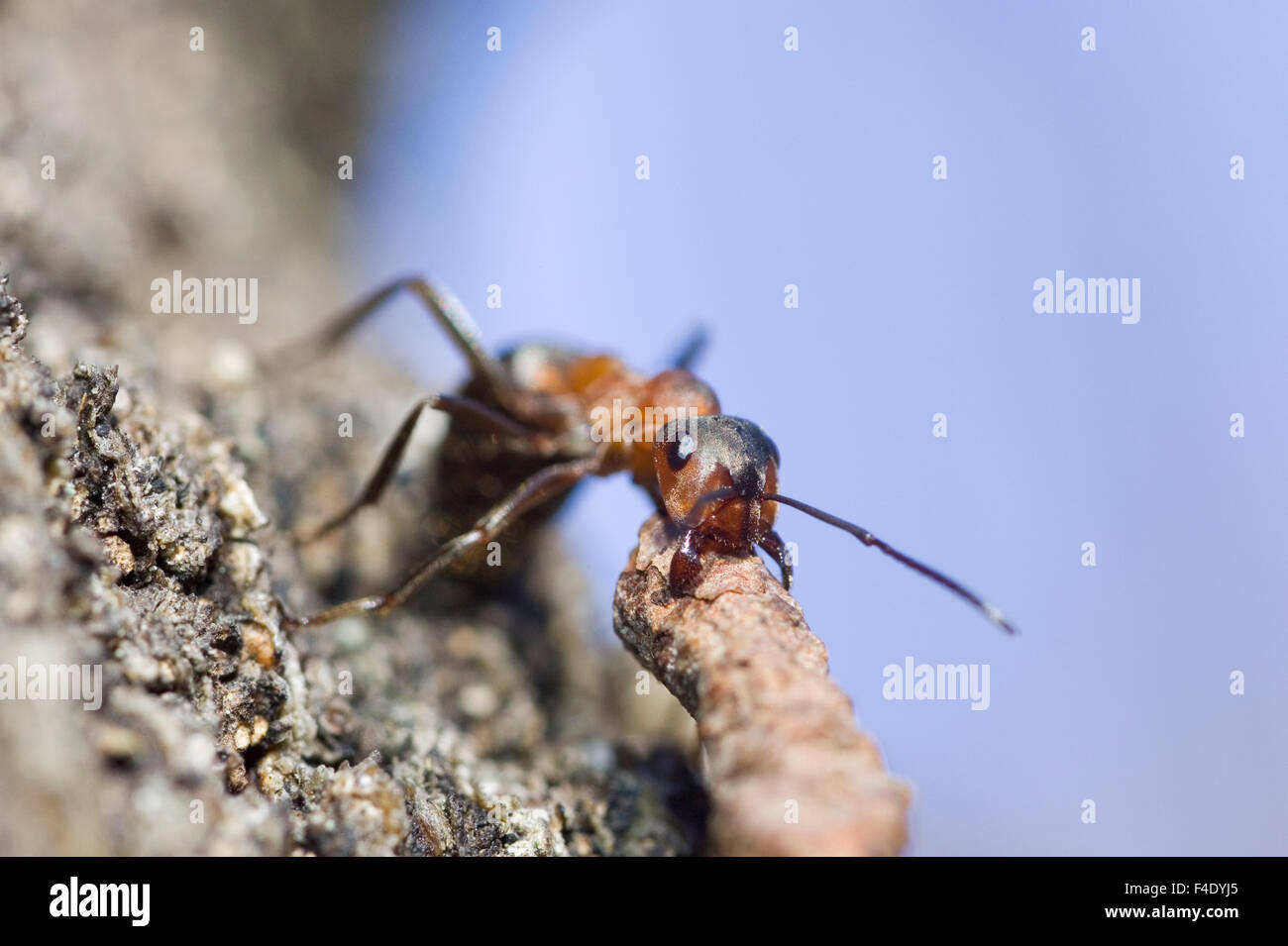 Ant carrying heavy hi-res stock photography and images - Alamy