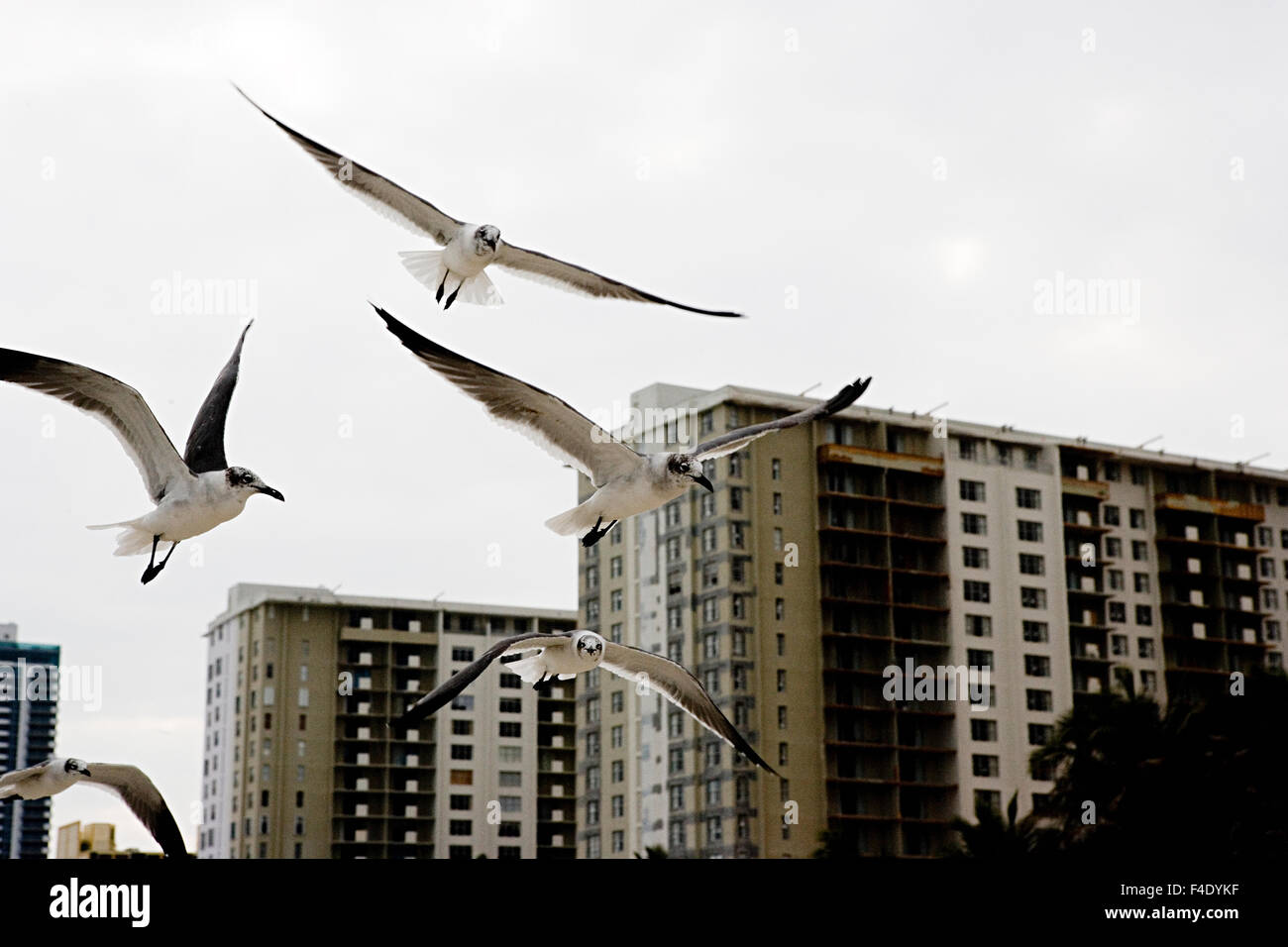 Birds flying, Miami, Florida Stock Photo - Alamy