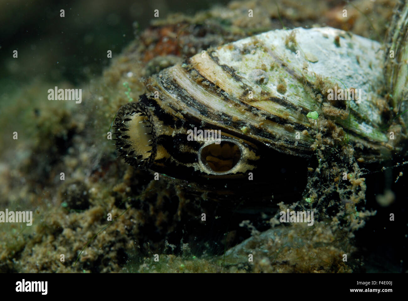 Zebra Mussel High Resolution Stock Photography and Images - Alamy