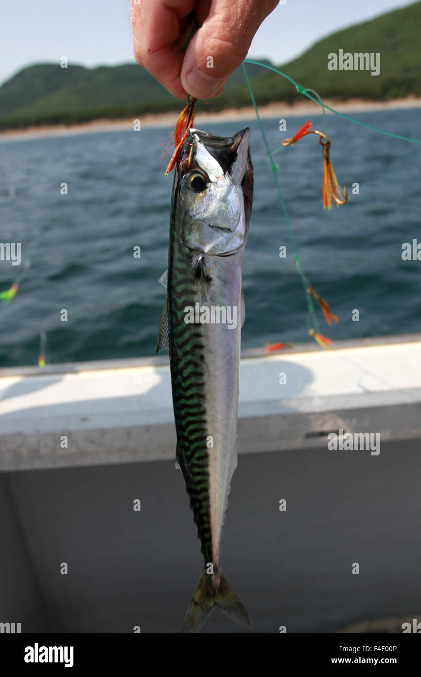 Atlantic Mackerel fish Stock Photo - Alamy