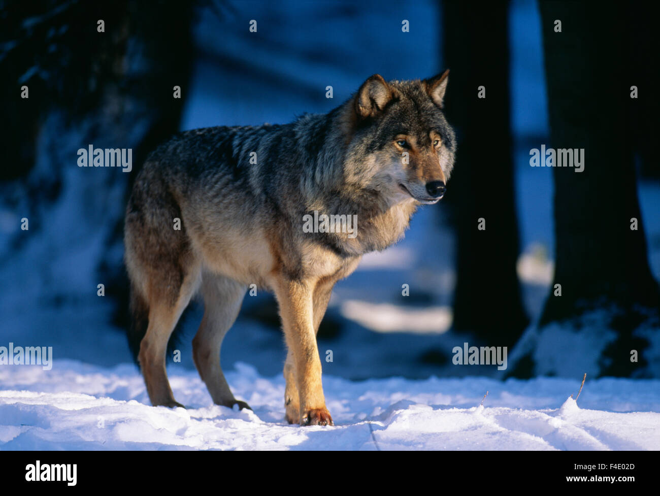 Wolf Sweden High Resolution Stock Photography and Images - Alamy