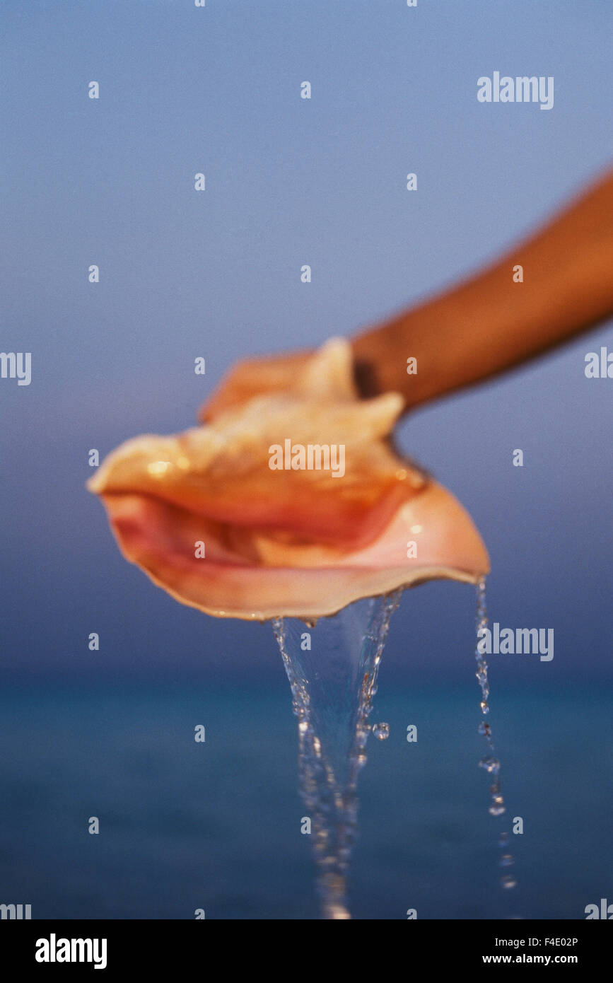 Human hand holding Conch Shell (Large format sizes available Stock ...