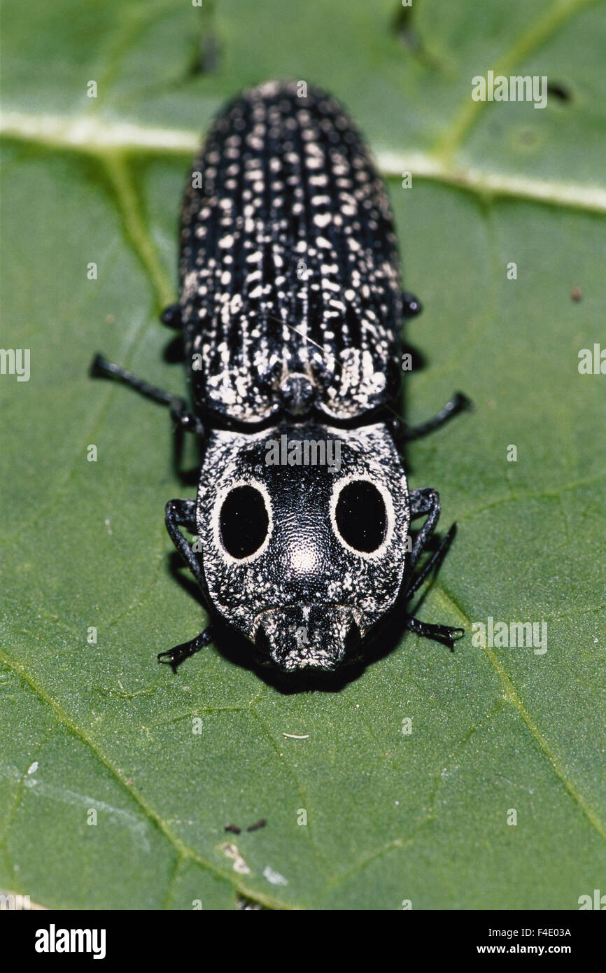 View of Eastern Eyed Click Beetle (Large format sizes available Stock ...