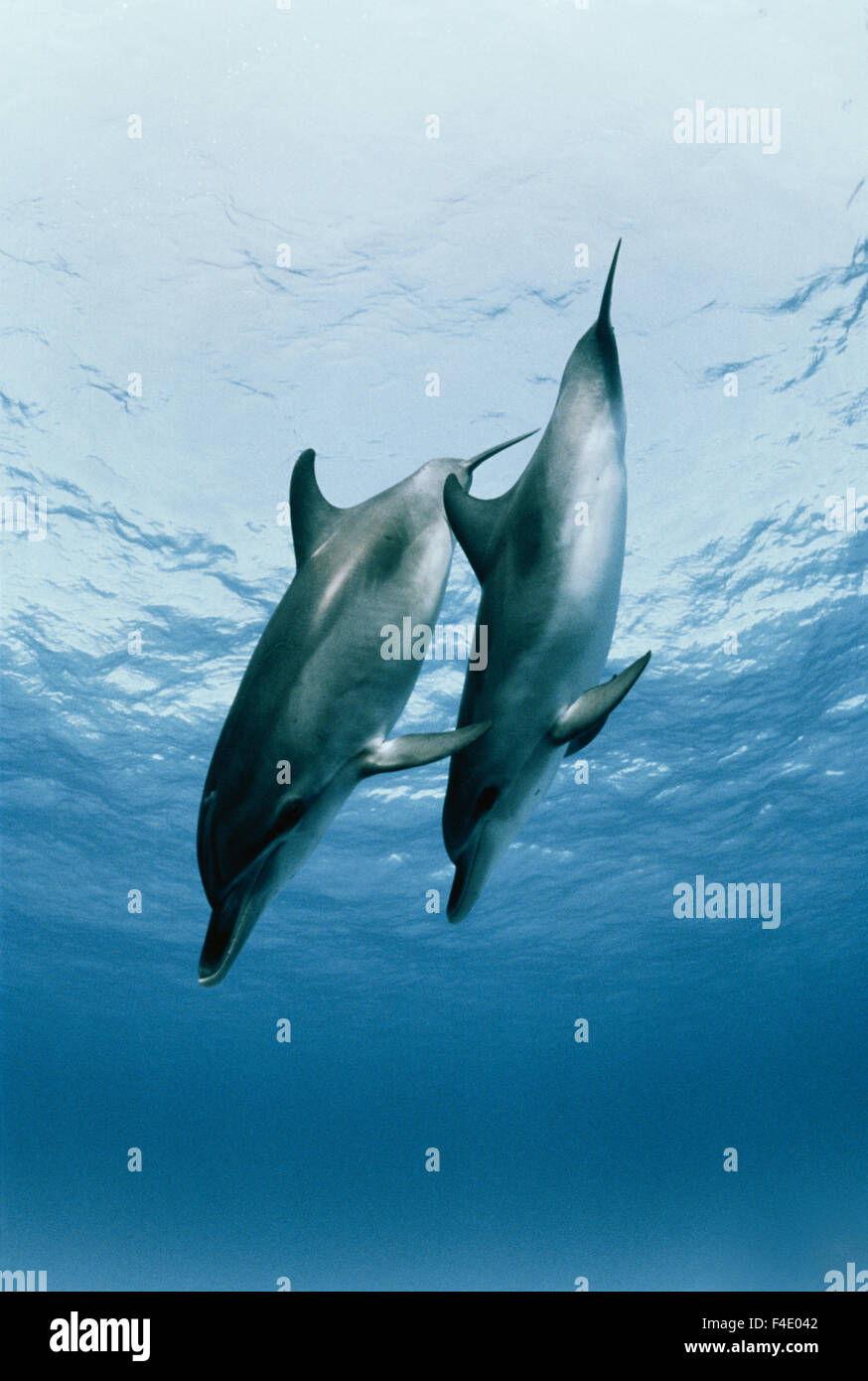 Pair of Dolphins (Large format sizes available Stock Photo - Alamy