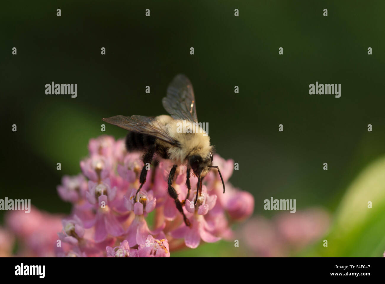 Honey bee on swamp milkweed Stock Photo - Alamy