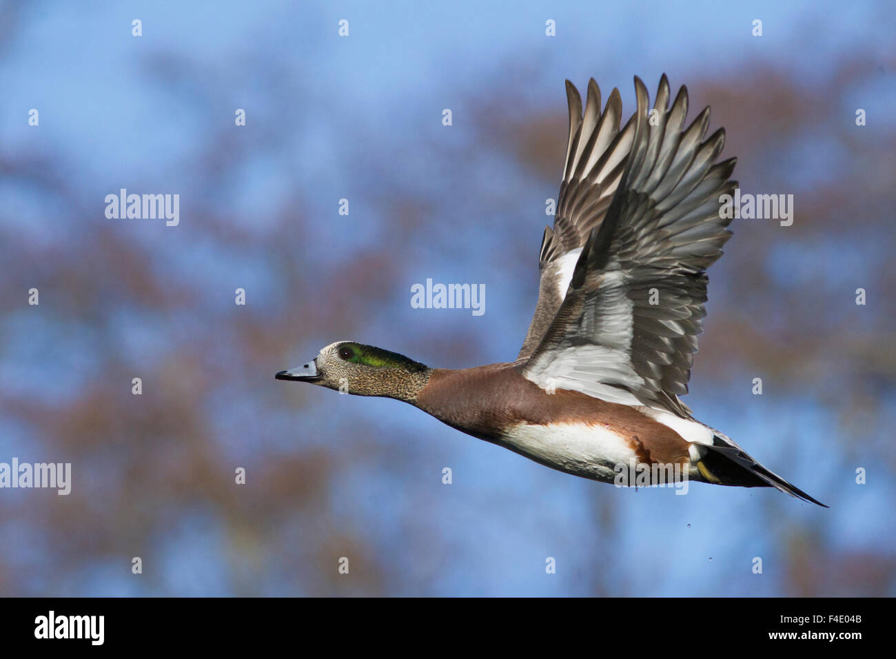 American Widgeon Duck Stock Photo - Alamy
